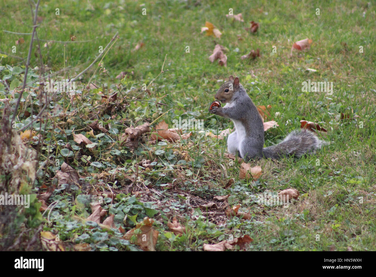 Squirrel holds mini football Stock Photo - Alamy