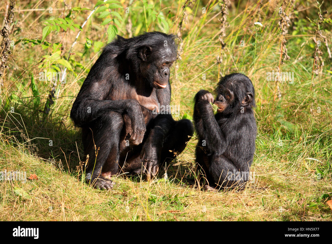Bonobo, (Pan Paniscus), Africa, adult female with young Stock Photo - Alamy