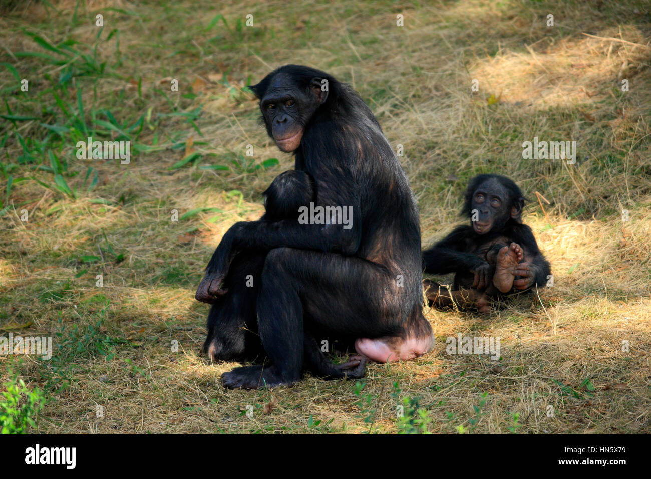 Bonobo, (Pan Paniscus), Africa, adult female with young Stock Photo - Alamy
