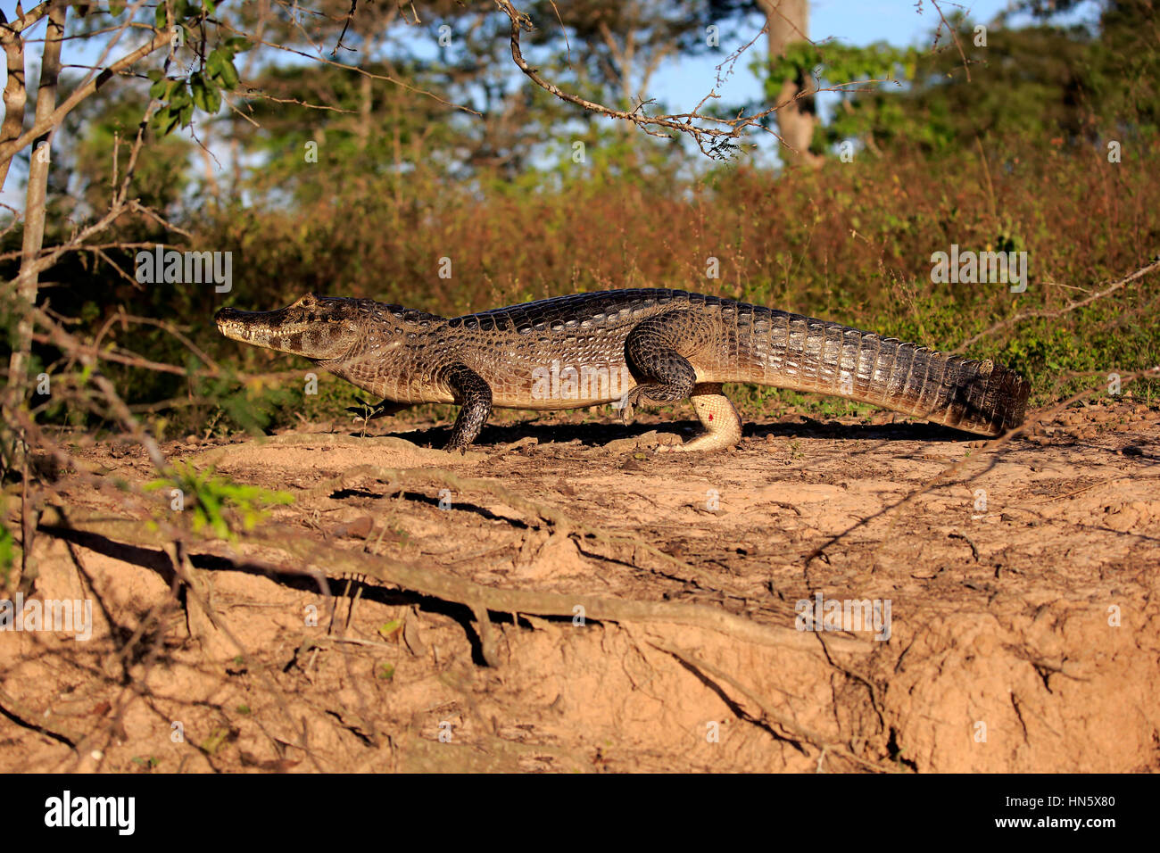 Paraquay Caiman, (Caiman yacare), adult on shore walking, Pantanal ...