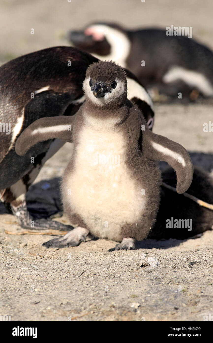 Jackass Penguin, African penguin, (Spheniscus demersus), young spread ...