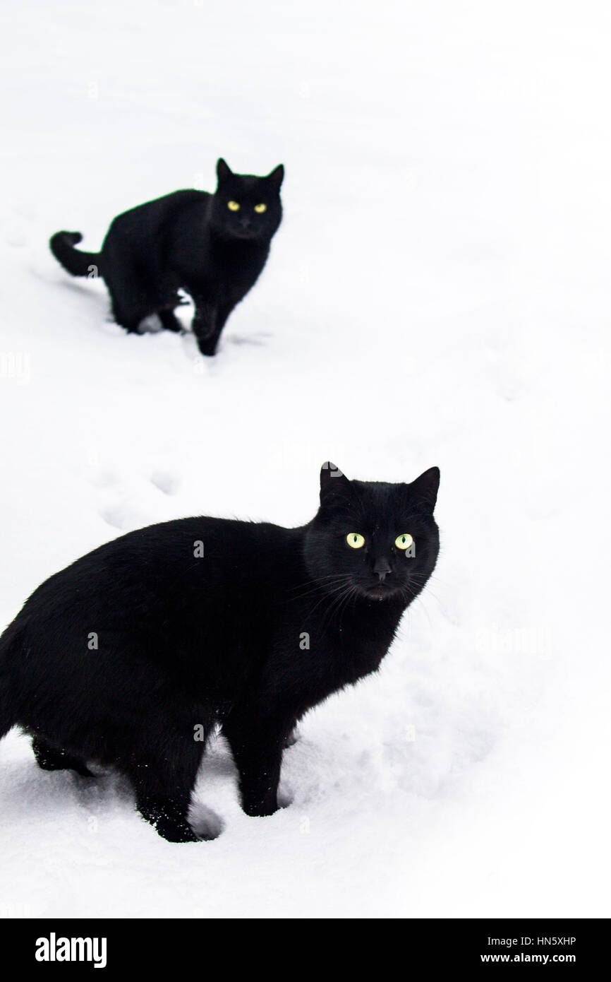 Black background cat photo hi-res stock photography and images - Alamy