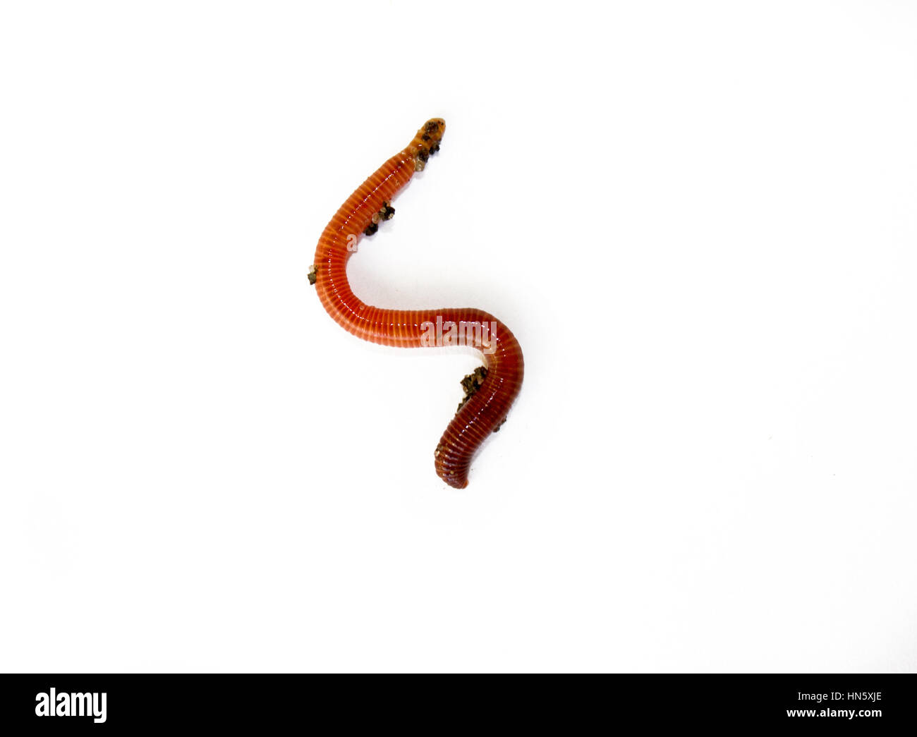 earth worm close up isolated , white background Stock Photo - Alamy