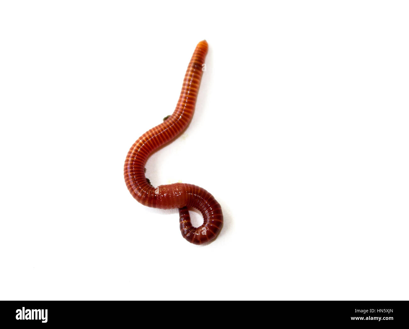 Earth worm hi-res stock photography and images - Alamy