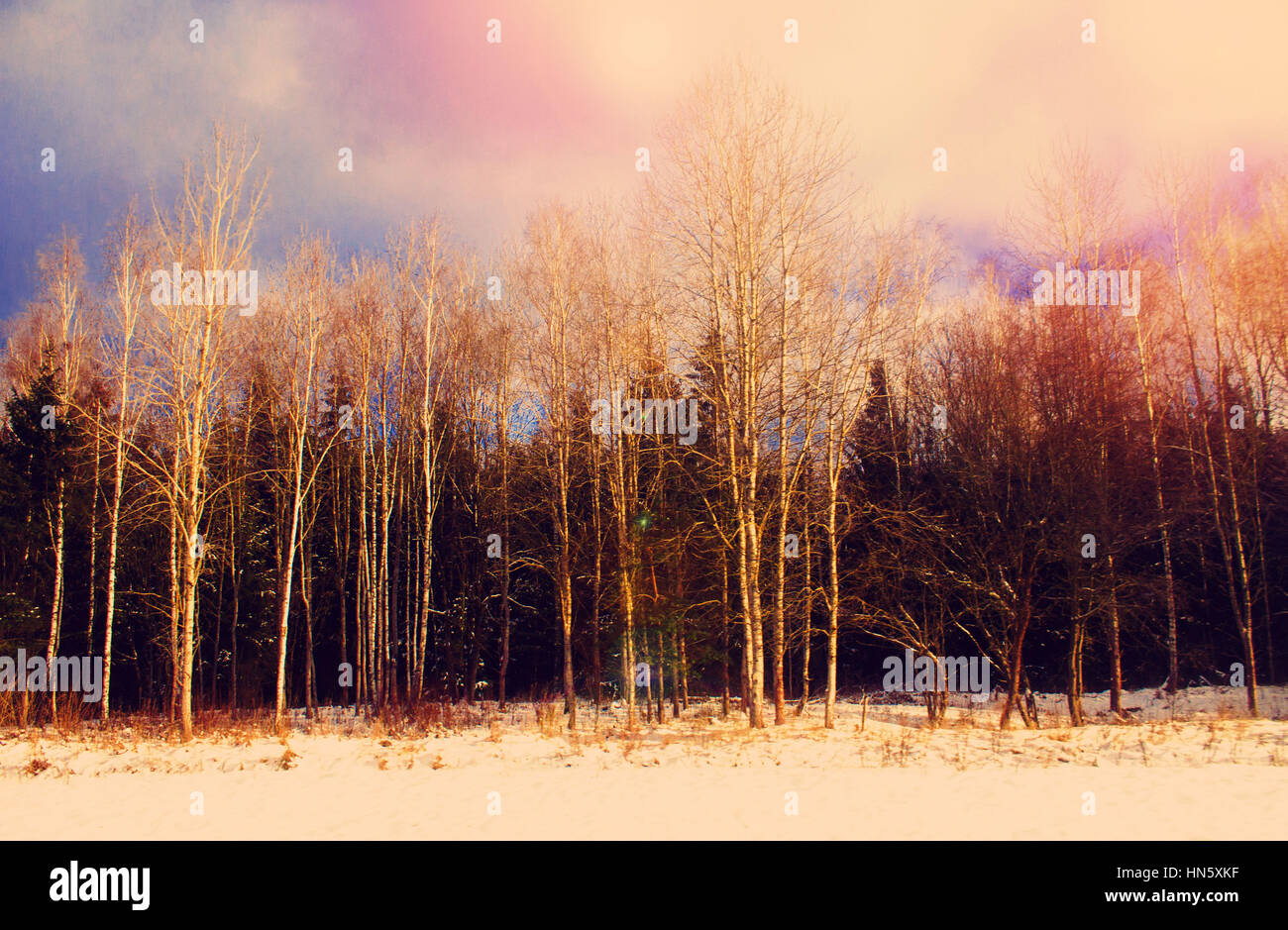 Snow covered trees at sunset. Beautiful winter landscape. Winter forest ...