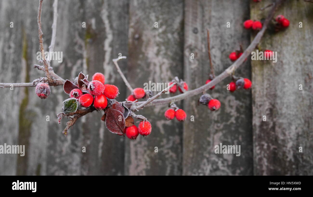 Red Berries in Winter Stock Photo - Alamy
