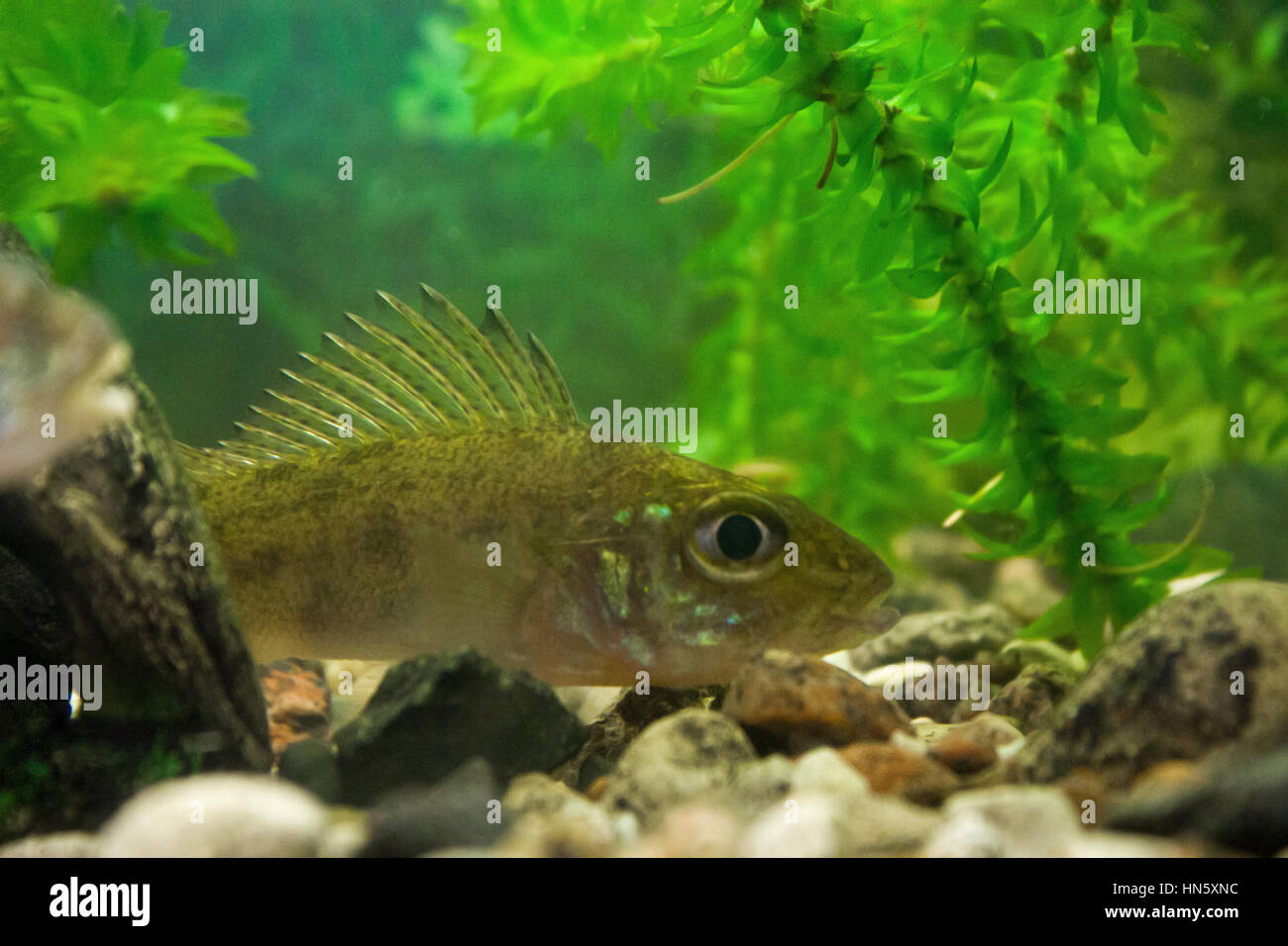 Freshwater river fish crucian carp hi-res stock photography and images ...