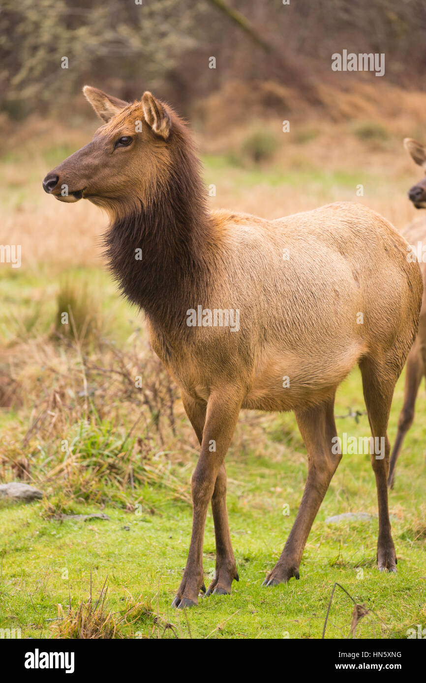 A beautiful female Elk wet from winter rain Stock Photo - Alamy