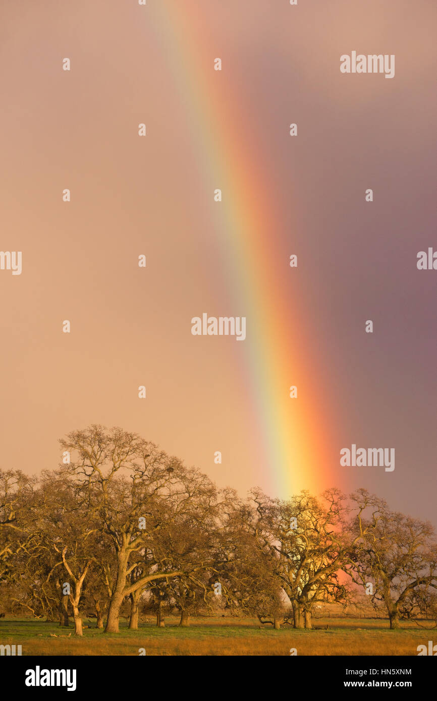 Rainbow behind the trees hi-res stock photography and images - Alamy
