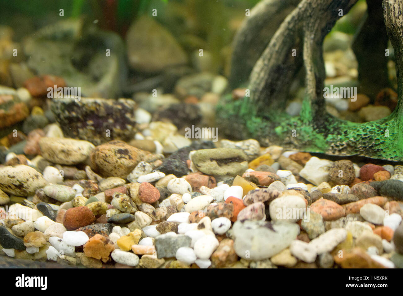 River fish in an aquarium close up Stock Photo - Alamy