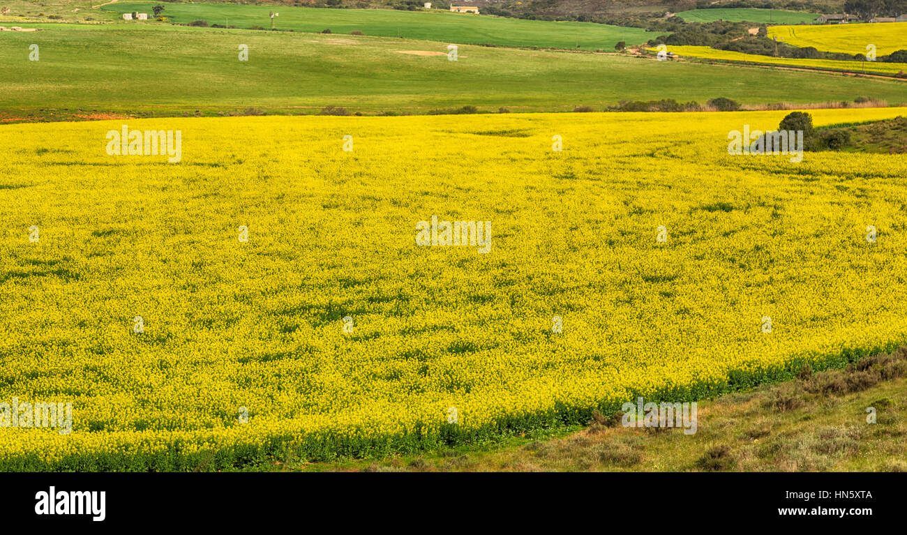 blur in south africa close up of the colza yellow field like texture ...