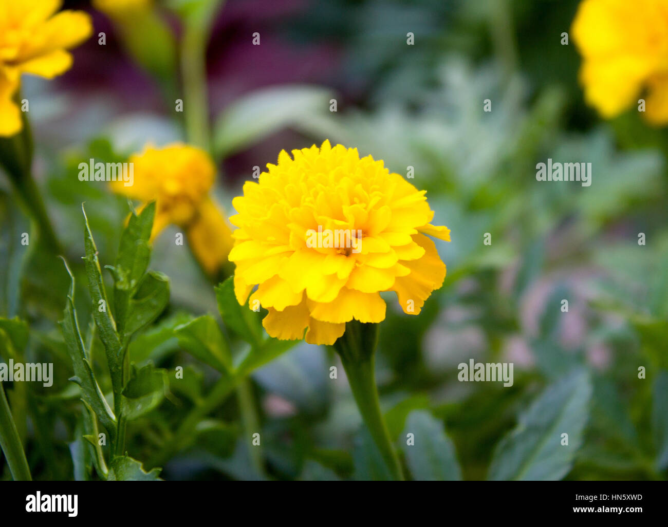 beautiful blooming flowers in Belarus close up,background Stock Photo ...