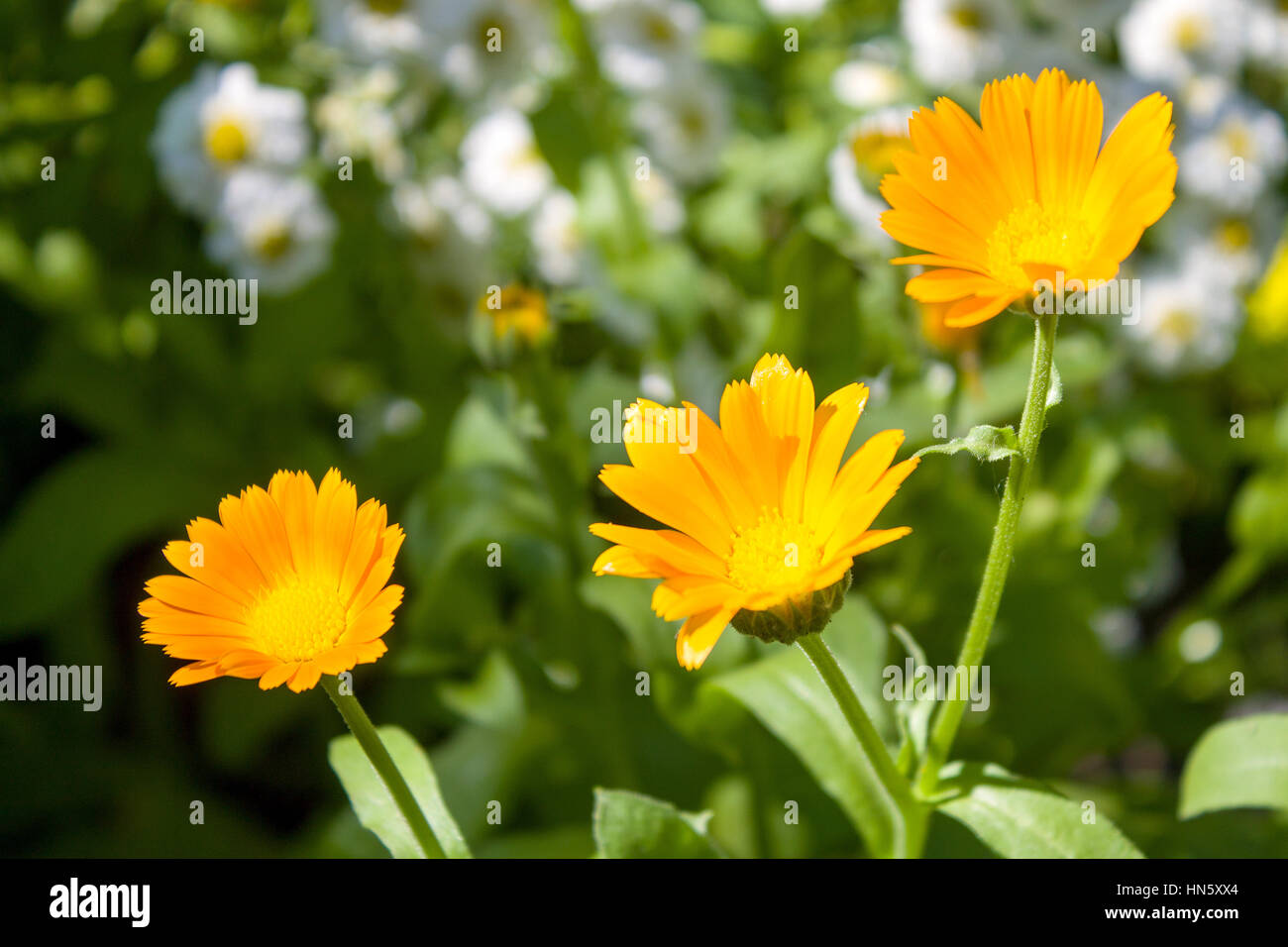 beautiful blooming flowers in Belarus close up,background Stock Photo ...