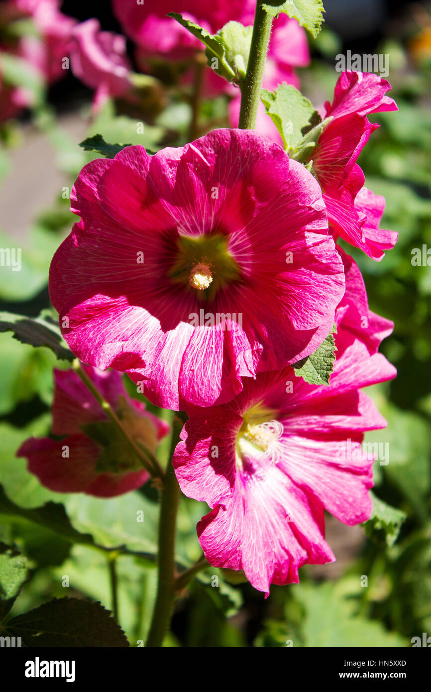 beautiful blooming flowers in Belarus close up,background Stock Photo ...