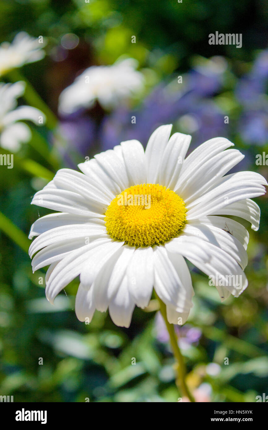 beautiful blooming flowers in Belarus close up,background Stock Photo ...