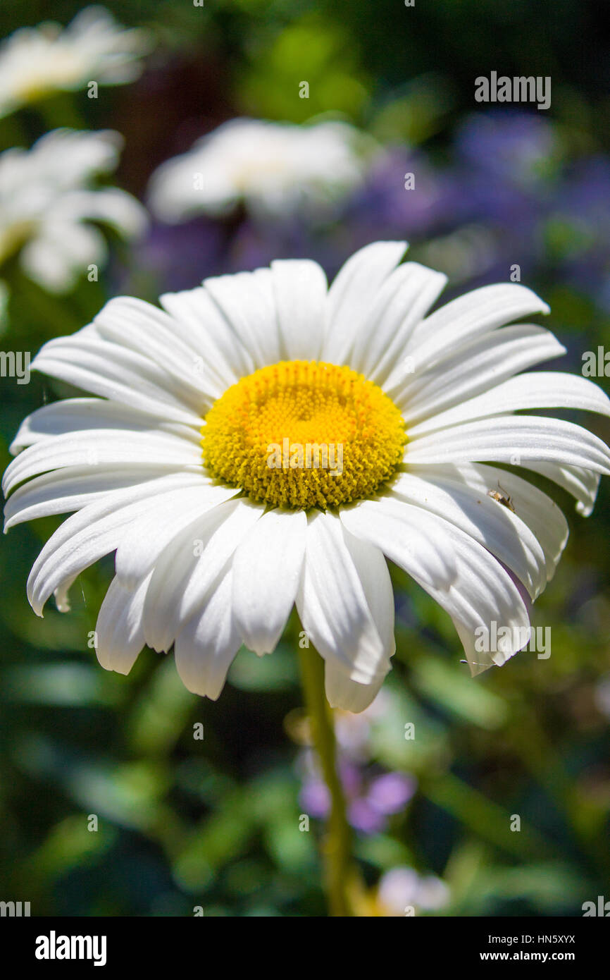 Belarus flora hi-res stock photography and images - Alamy