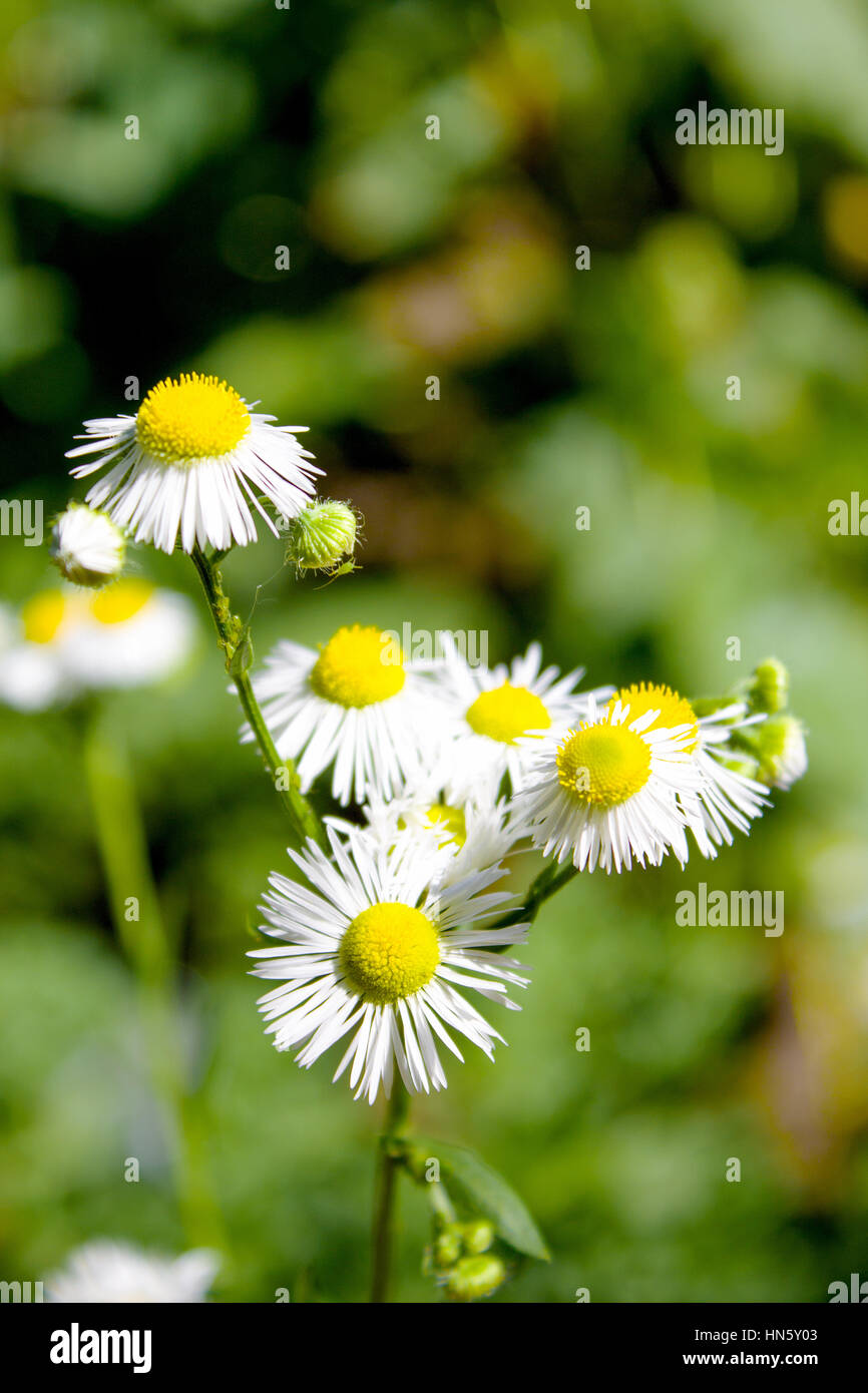beautiful blooming flowers in Belarus close up,background Stock Photo ...