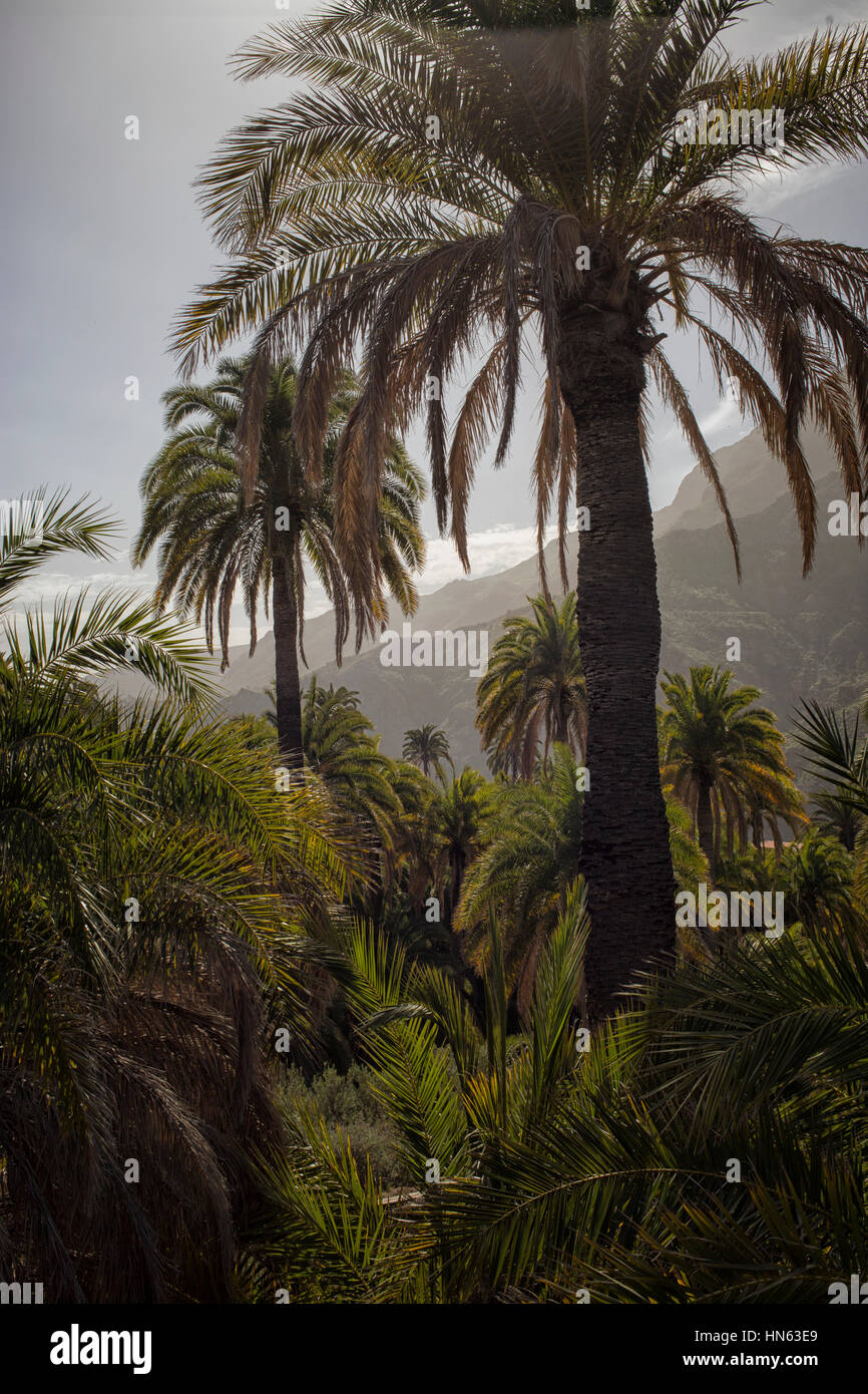 Palm trees in in a valley in the mountains Stock Photo - Alamy