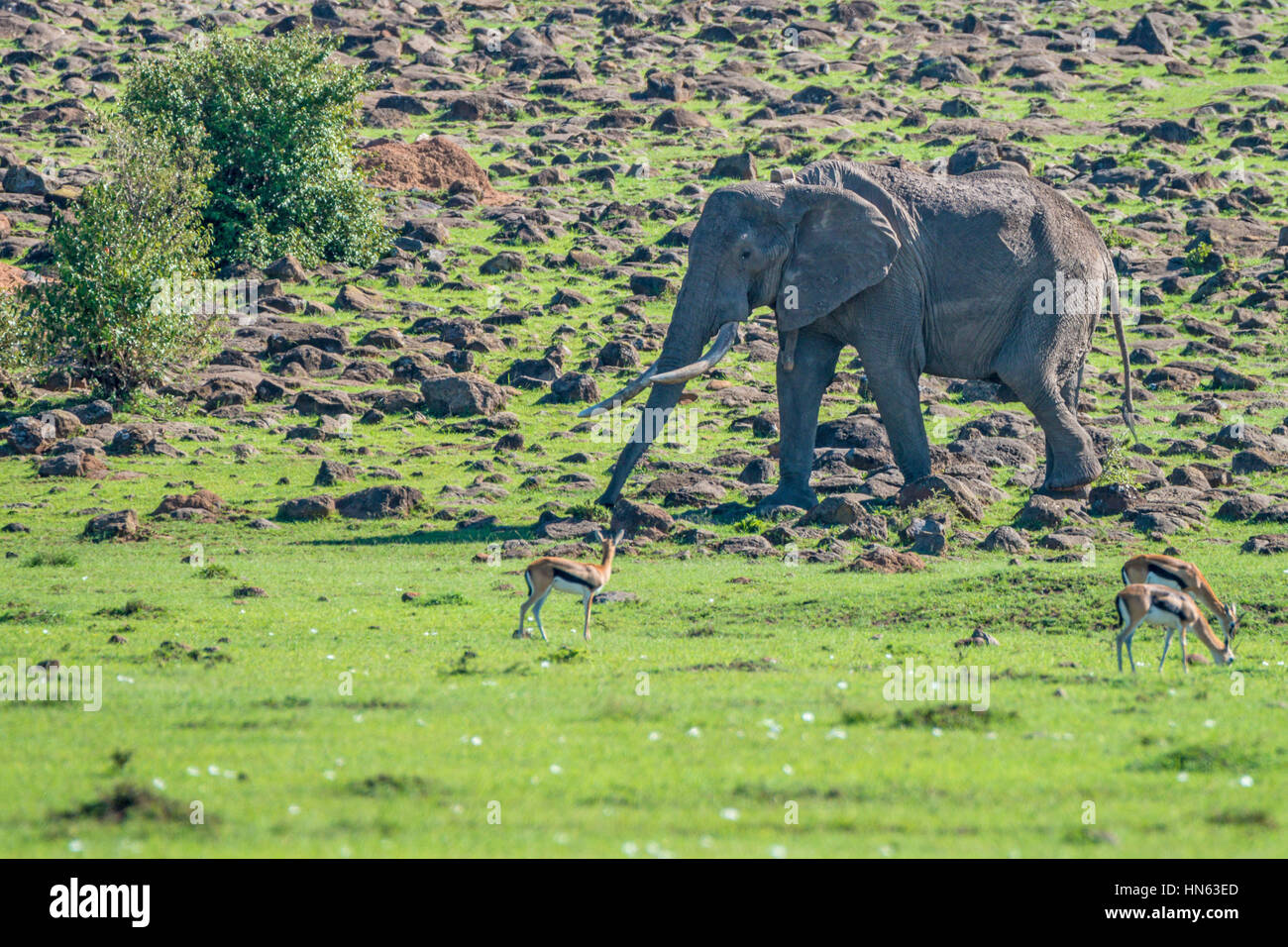 Browsing African elephant in Maasai-Mara national park, Kenya Stock ...
