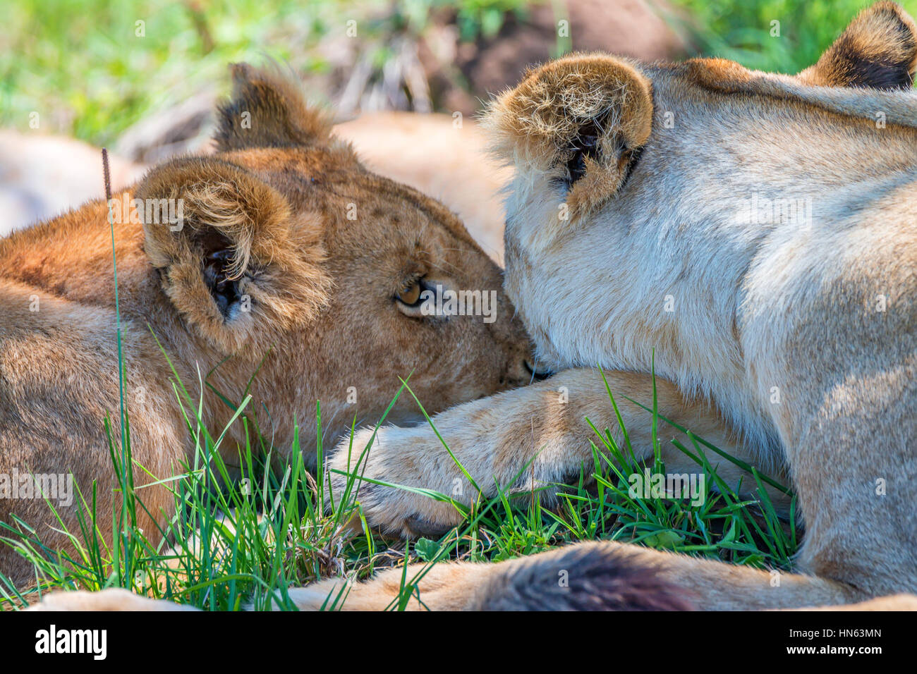 Tender lions or Panthera leo resting in shade of tree Stock Photo - Alamy