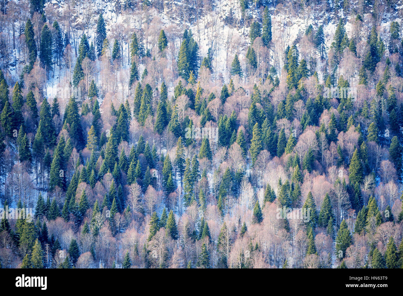 Scenic winter landscape with forest view and pines and firs in front ...