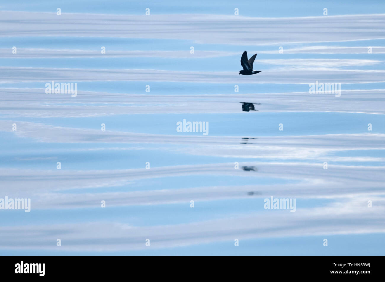 Hydrobates pelagicus scotland hi-res stock photography and images - Alamy