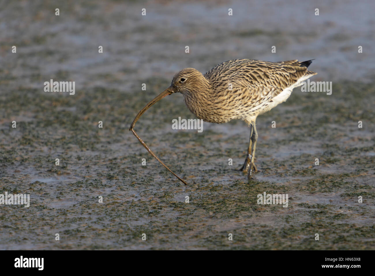Ragworm hi-res stock photography and images - Alamy