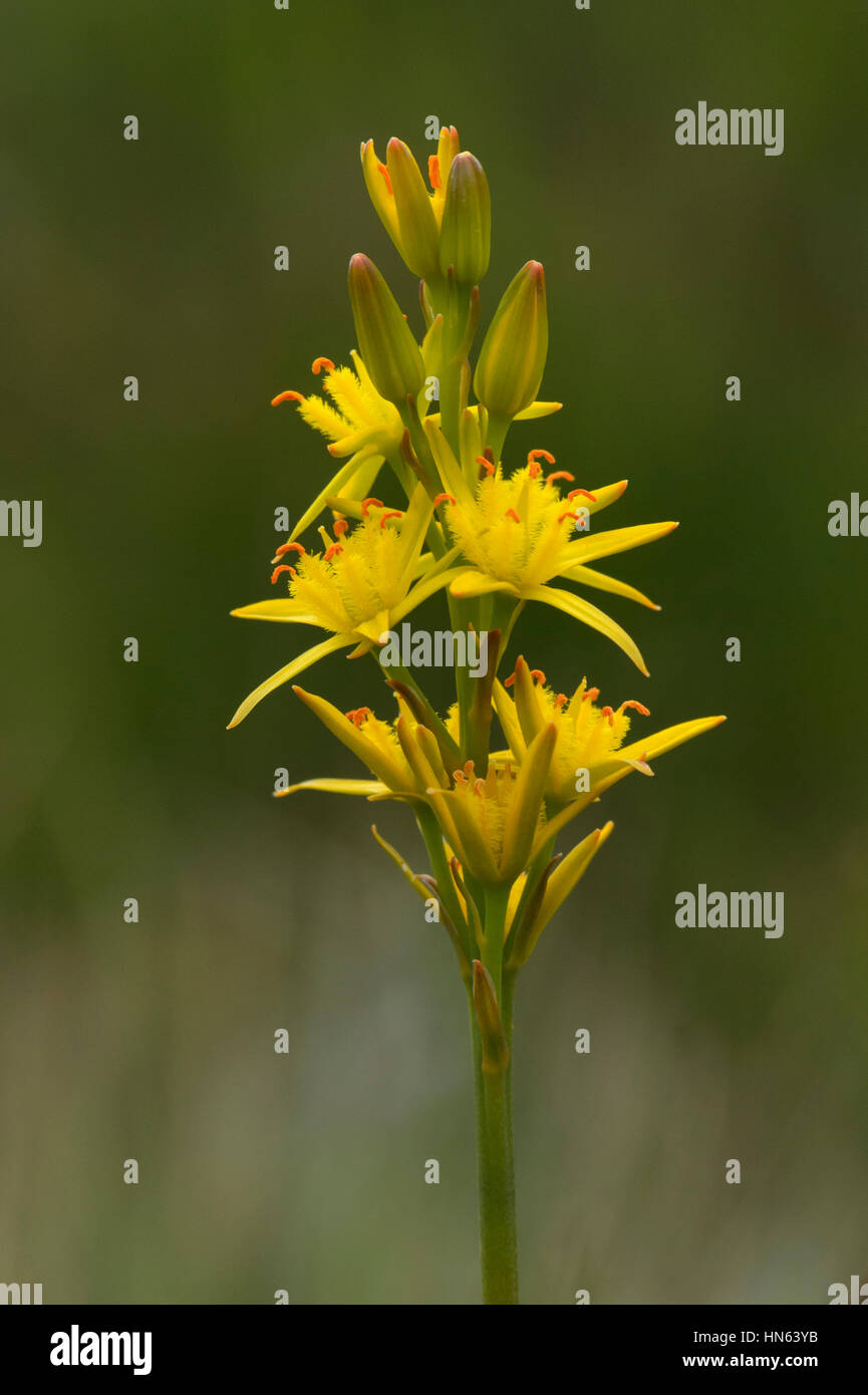 Bog asphodel (Narthecium ossifragum) in flower. Isle of Skye, Scotland ...