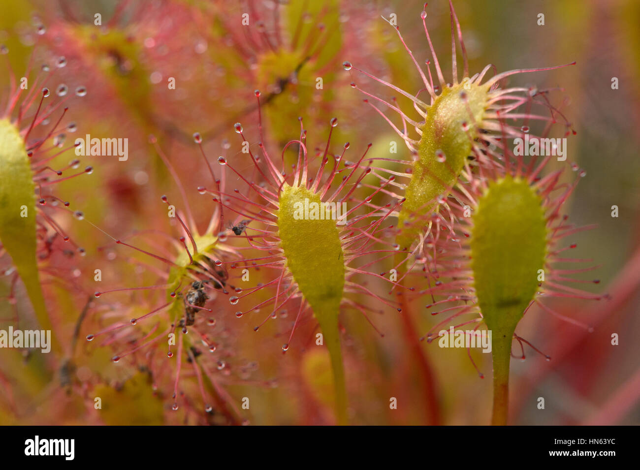 Drosera intermedia bog plant hi-res stock photography and images - Alamy