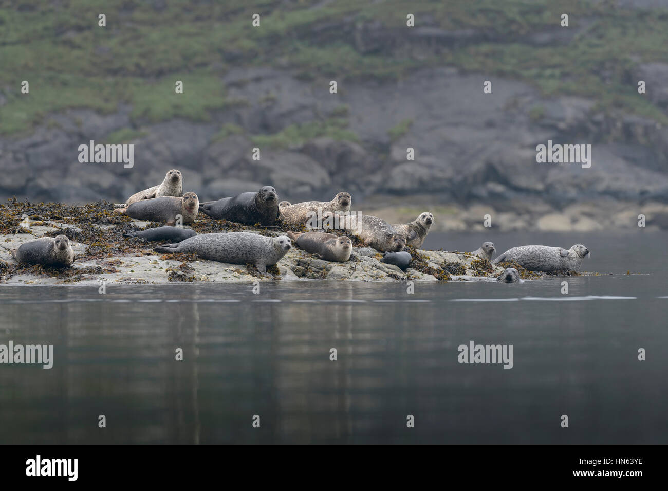Harbor seal scotland hi-res stock photography and images - Alamy
