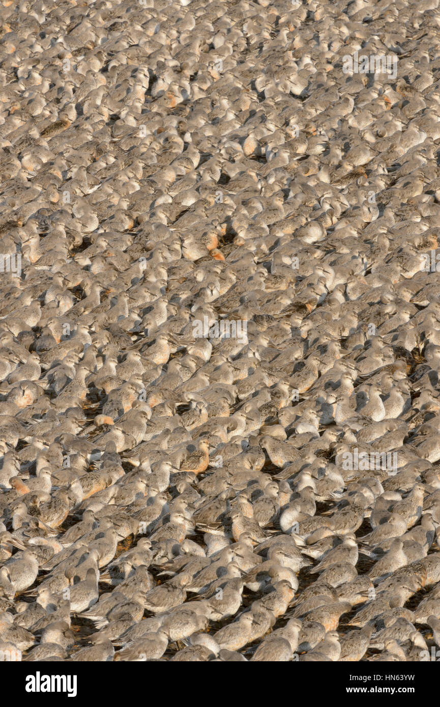 Rspb reserve crowd hi-res stock photography and images - Alamy