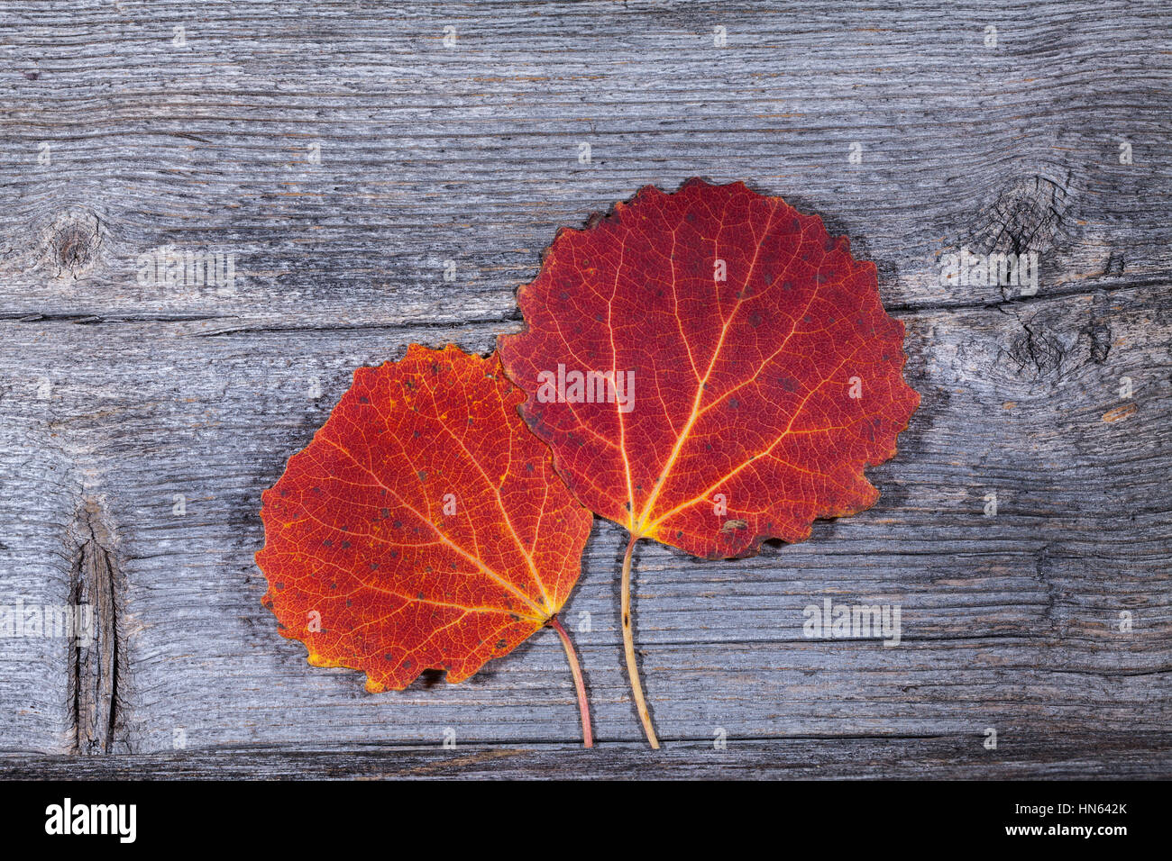 Aspen wooden texture hi-res stock photography and images - Alamy
