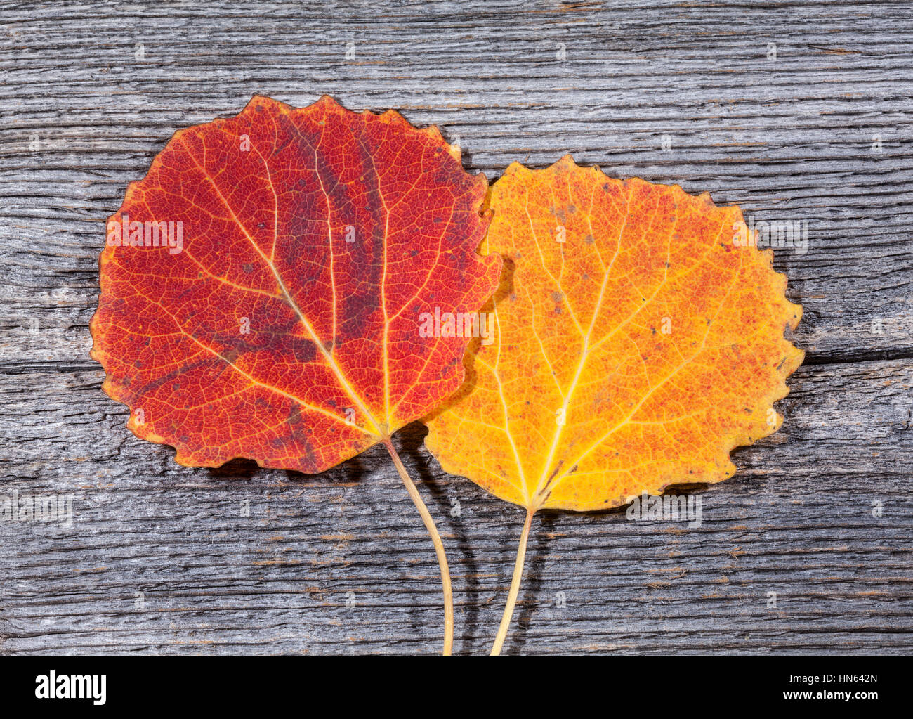 Colorful autumn, fall leaves on a wooden background. Aspen leaves in ...