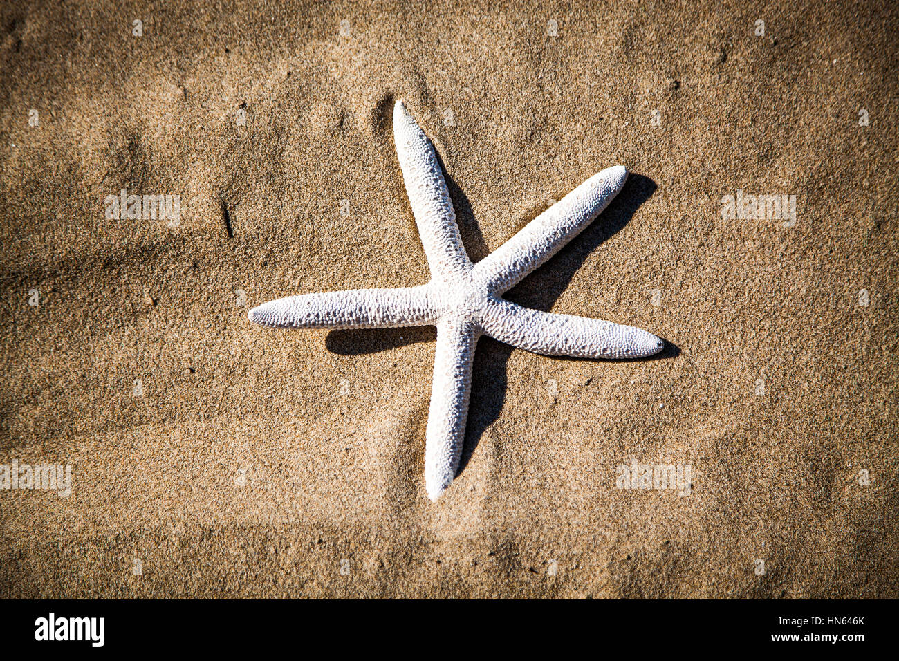starfish on sandy beach - summer holiday concept Stock Photo - Alamy