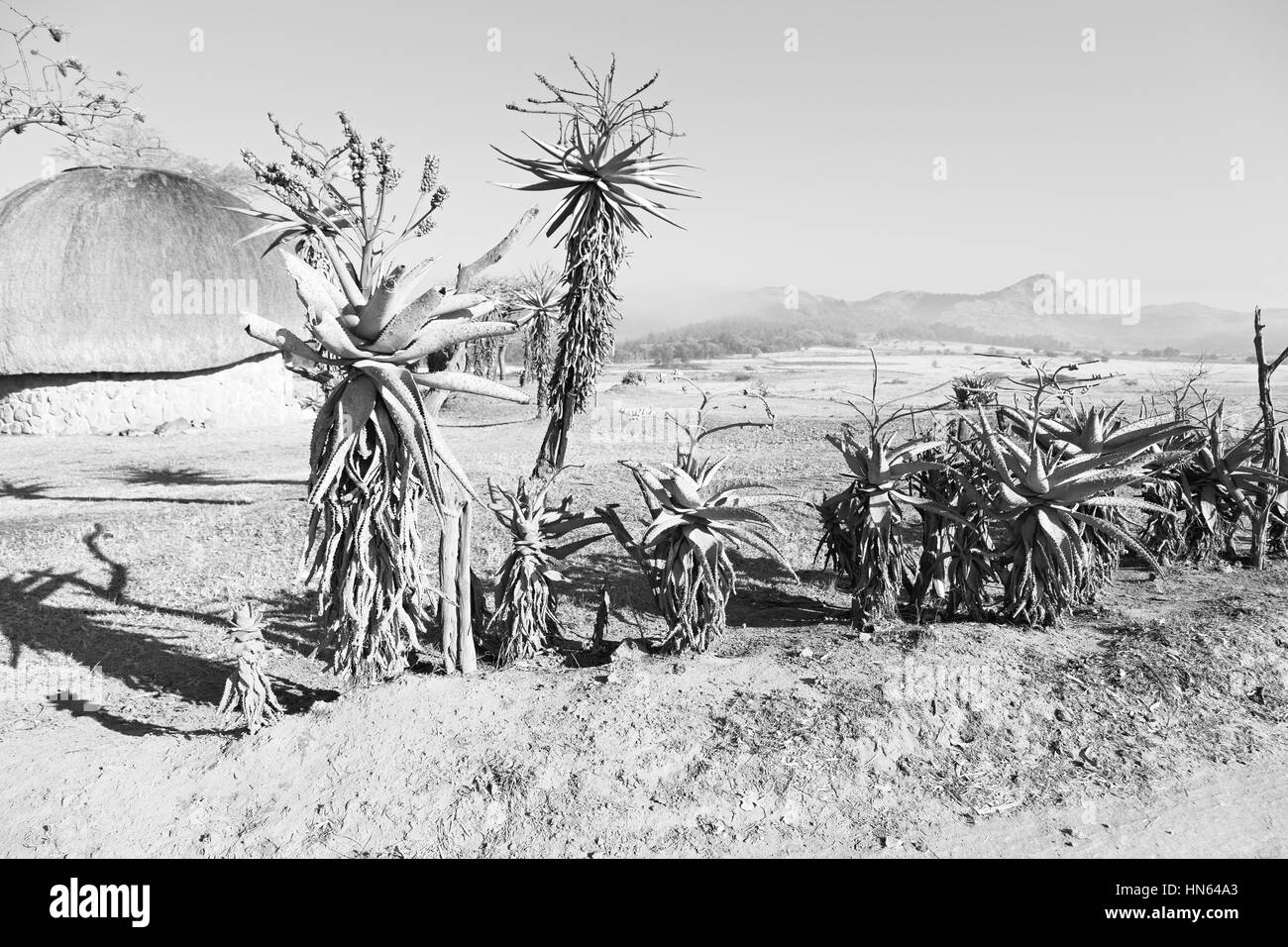 blur in swaziland mlilwane wildlife nature reserve mountain and tree ...