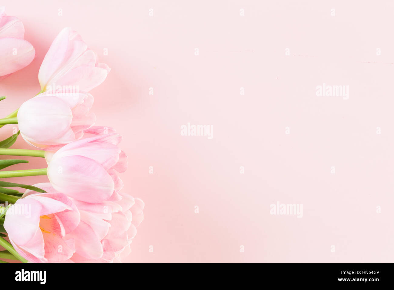 Bouquet of pink tulips wrappen in pink paper Stock Photo - Alamy