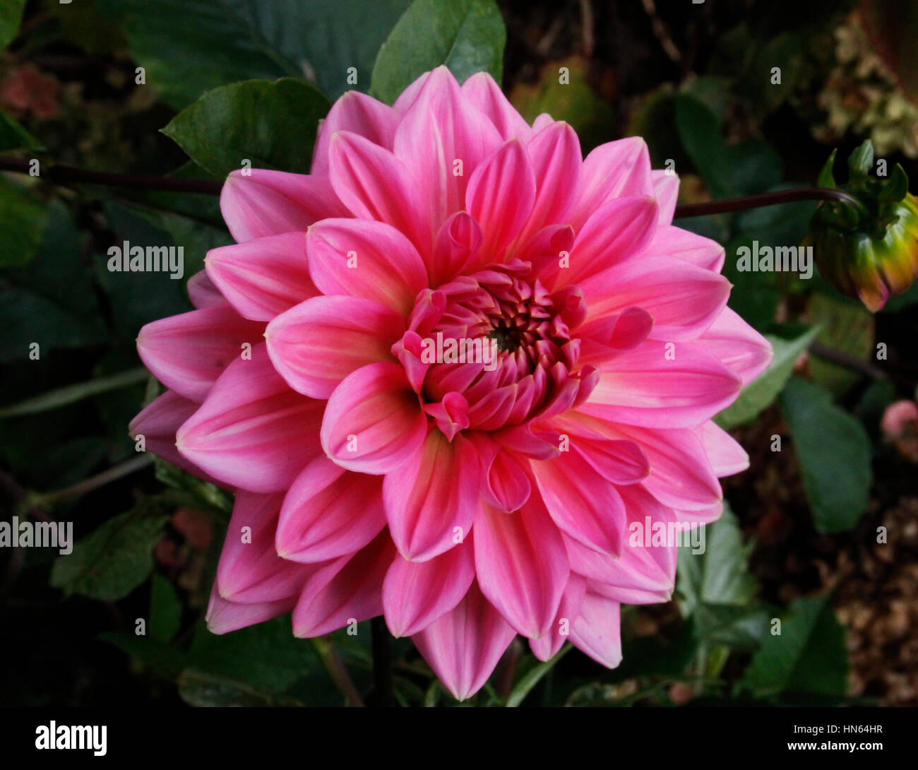 School flower hi-res stock photography and images - Alamy