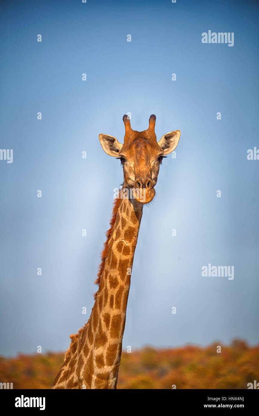 blur in south africa kruger wildlife nature reserve and wild giraffe ...