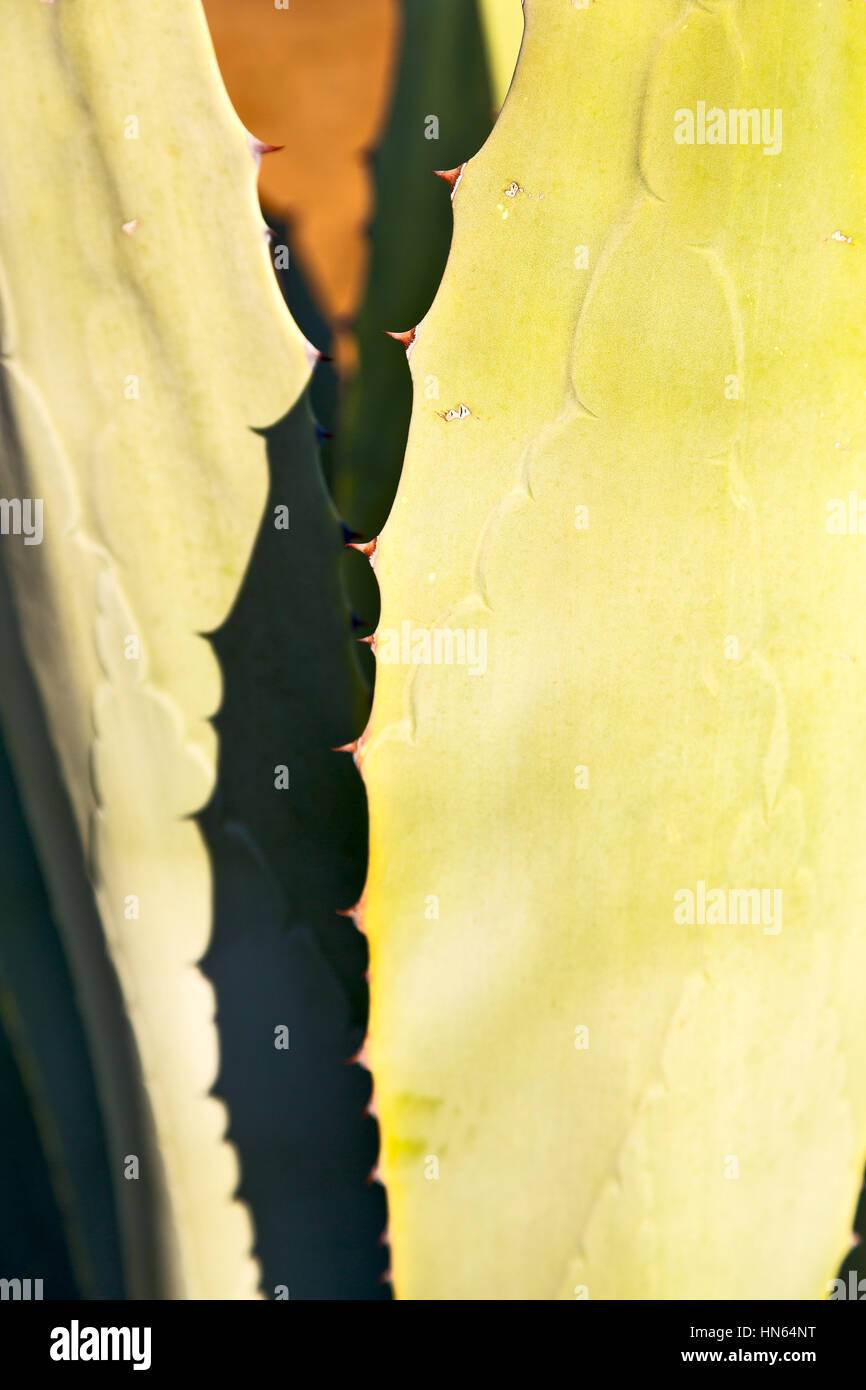blur in south africa abstract leaf of cactus plant and light Stock ...