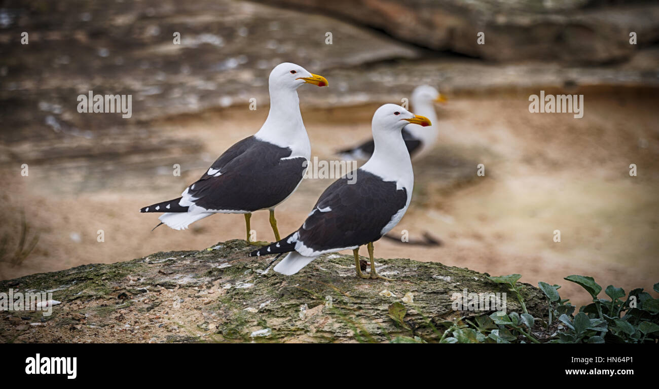 seagull in south africa coastline cape of good hope and natural park ...