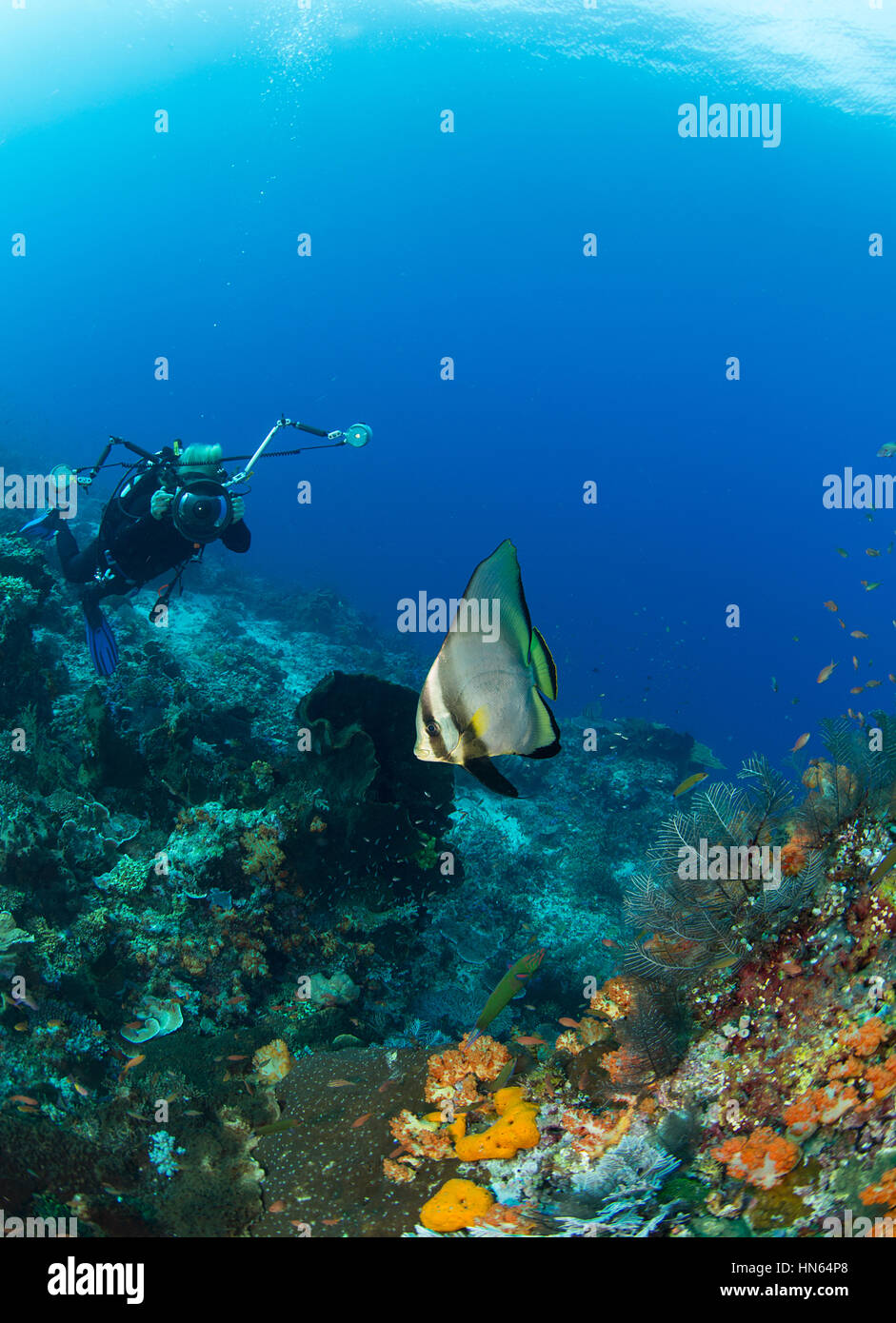 Pinnate spadefish hi-res stock photography and images - Alamy