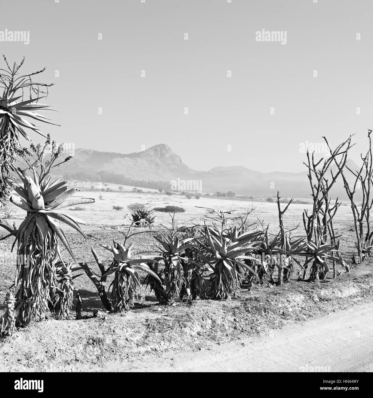 blur in swaziland mlilwane wildlife nature reserve mountain and tree ...