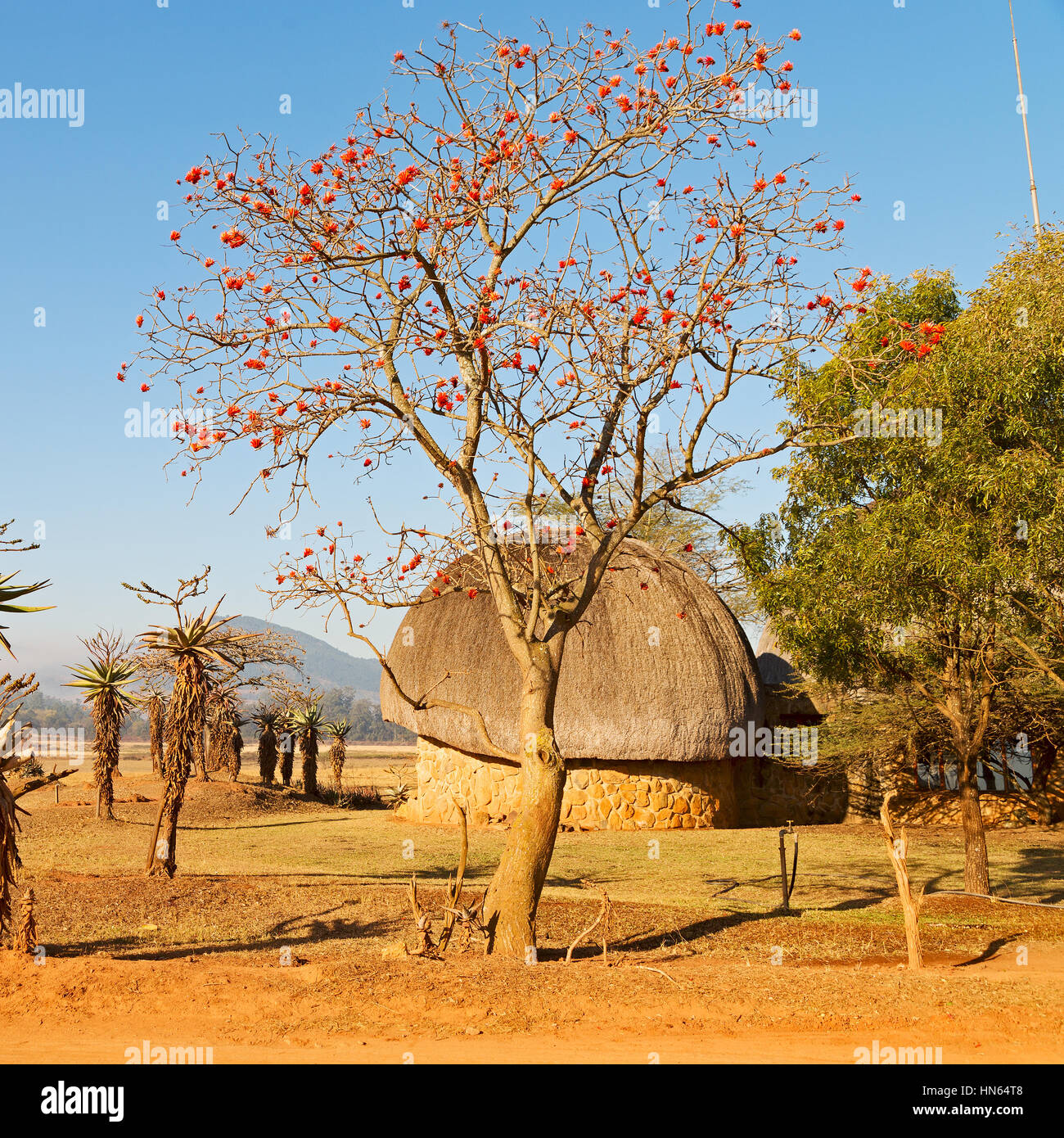 blur in swaziland mlilwane wildlife nature reserve mountain and tree ...