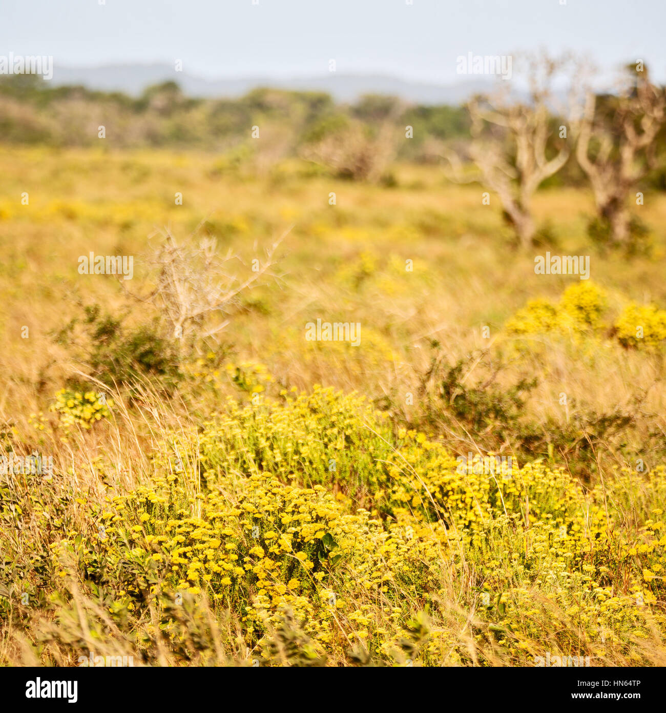 blur in south africa close up of the colza yellow field like texture ...