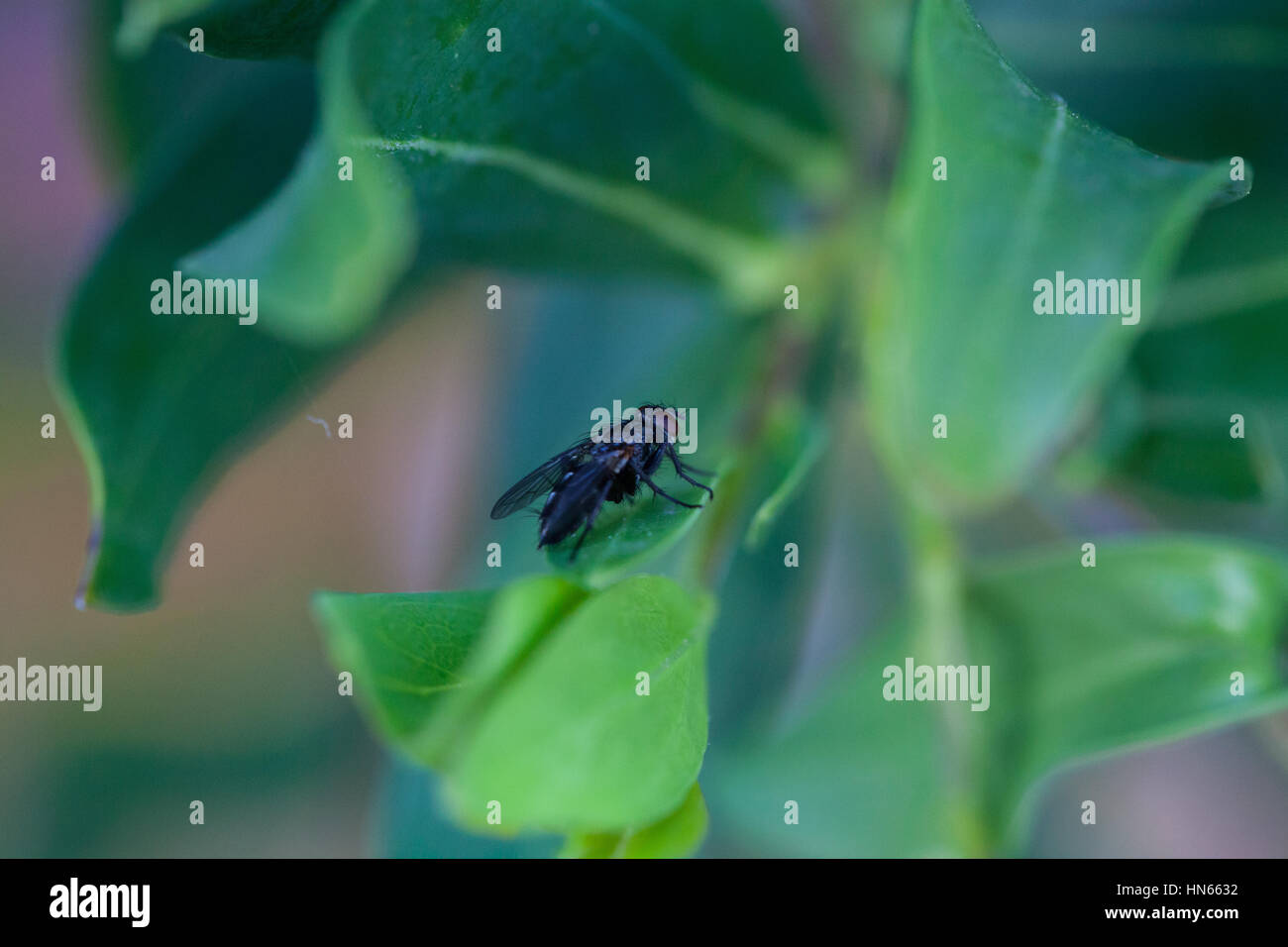 Annoying insects hi-res stock photography and images - Alamy