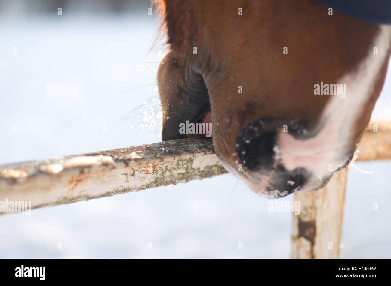 Eating fence hi-res stock photography and images - Alamy