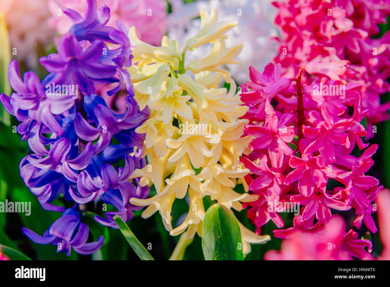 Group of beautiful multicolored hyacinths Stock Photo - Alamy