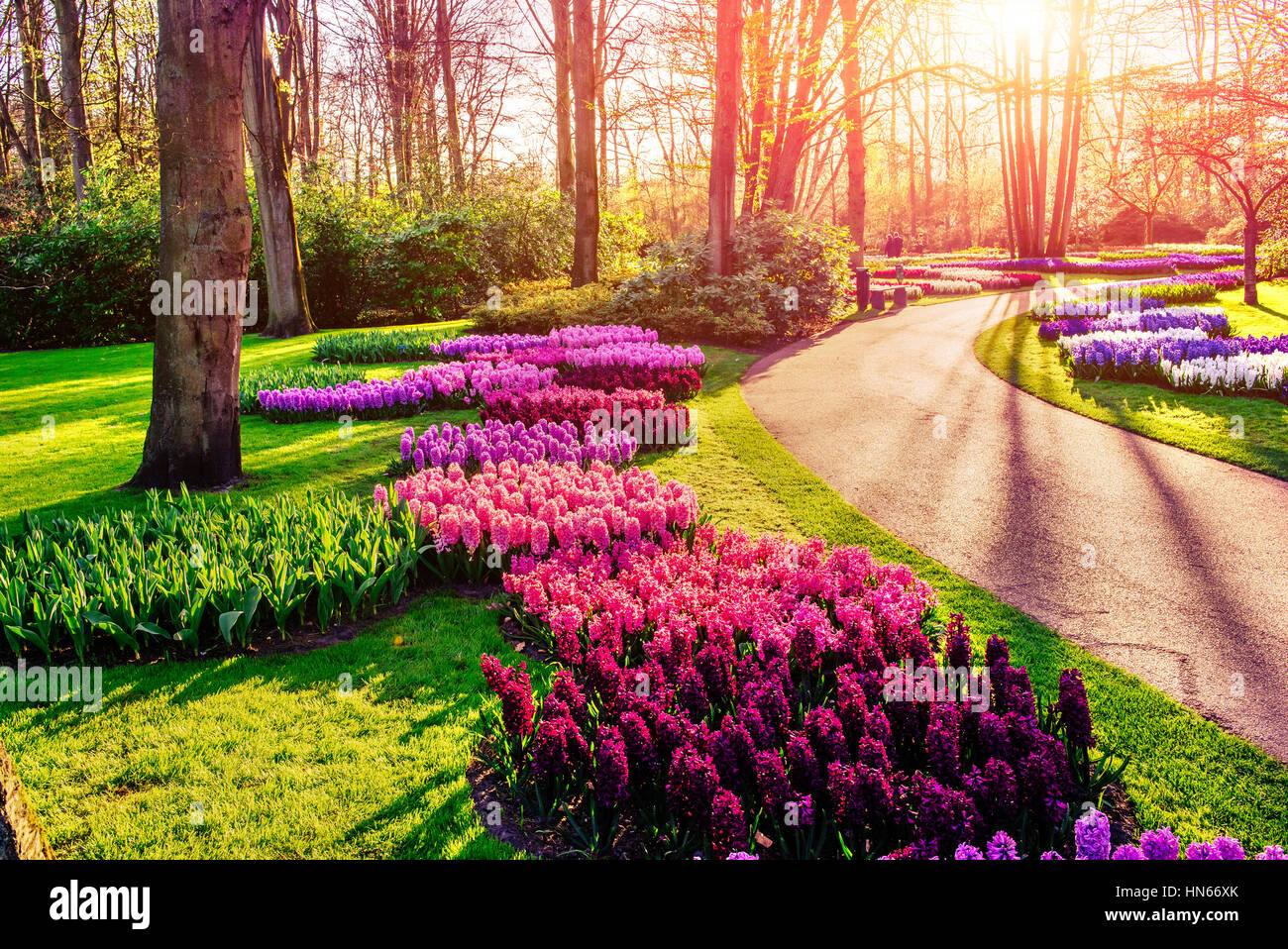 Flower flowerbeds in the park Stock Photo - Alamy