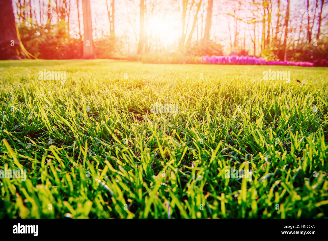 Sunset over green lawn Stock Photo - Alamy