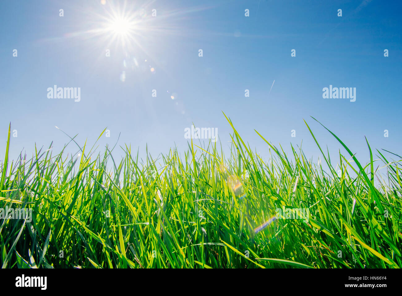 green lawn grass close up Stock Photo - Alamy